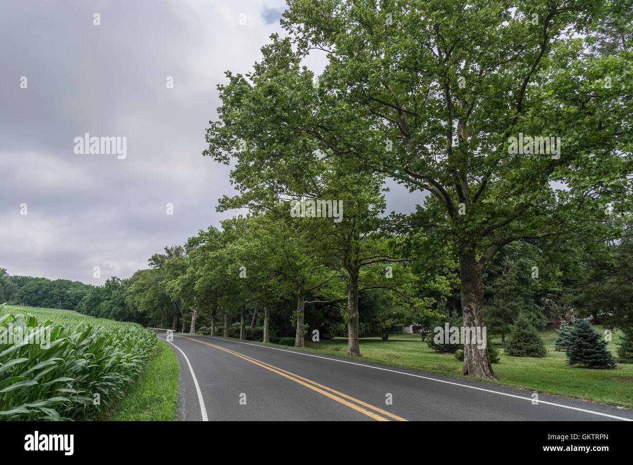 Peaceful tree lined road hi-res stock photography and images - Alamy