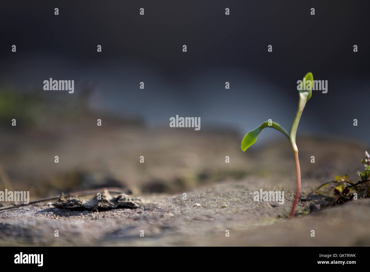 Sprout wallpaper hi-res stock photography and images - Alamy