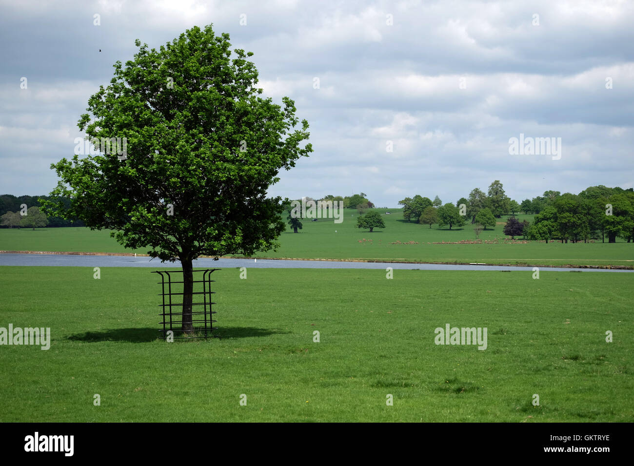 A single tree Stock Photo - Alamy