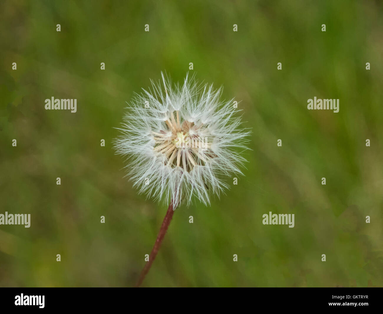 Soft fluffy dandelion seed head against blurred green background Stock ... Soft fluffy dandelion seed head against blurred green background Stock ...