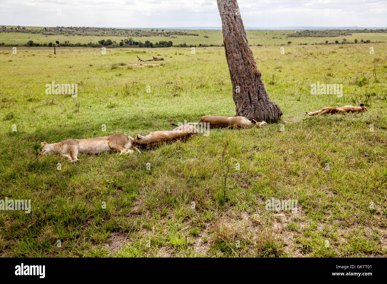 A pride of lines take shade from the african sun inside the massai mara ...