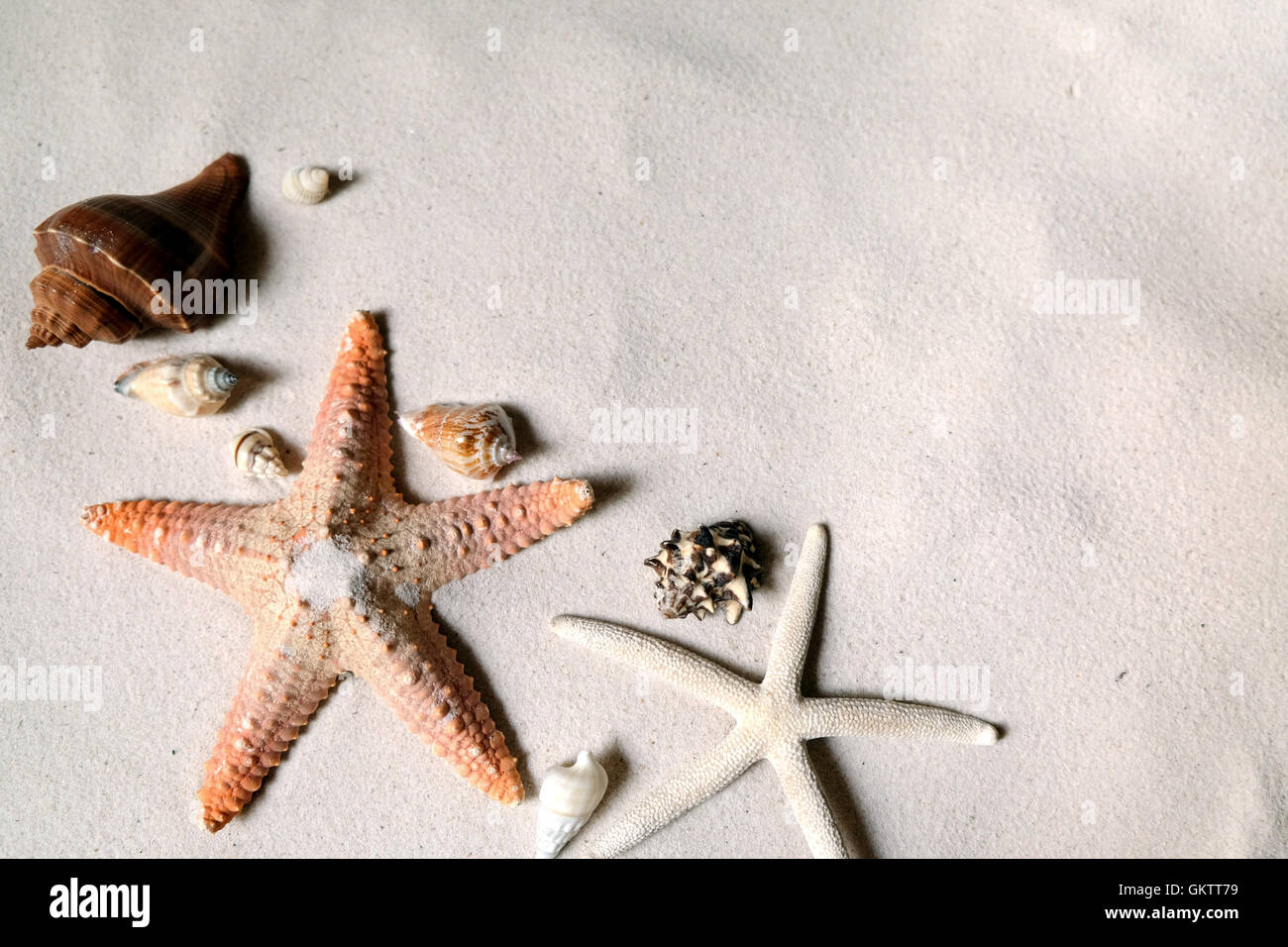 Beach with a lot of seashells and starfish Stock Photo - Alamy