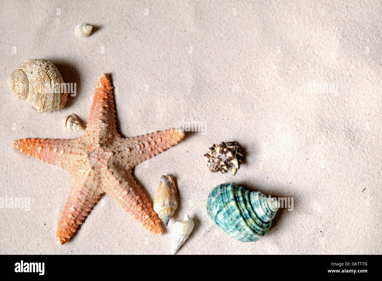 Starfish seashells on beach hi-res stock photography and images - Alamy