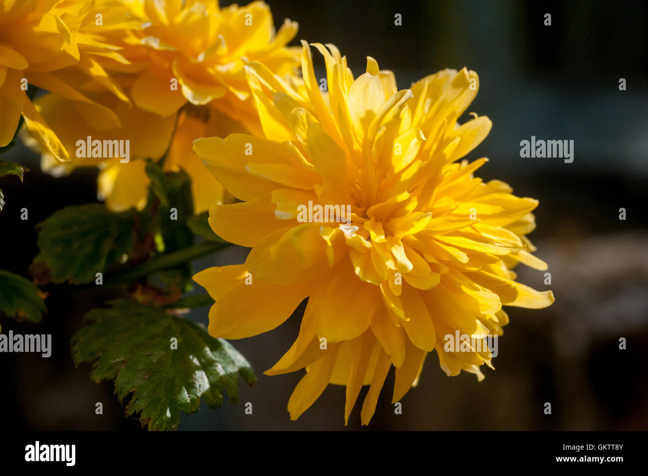 A double-flowered Kerrian Japonica, or Golden Guinea, or Jew's Mantle ...