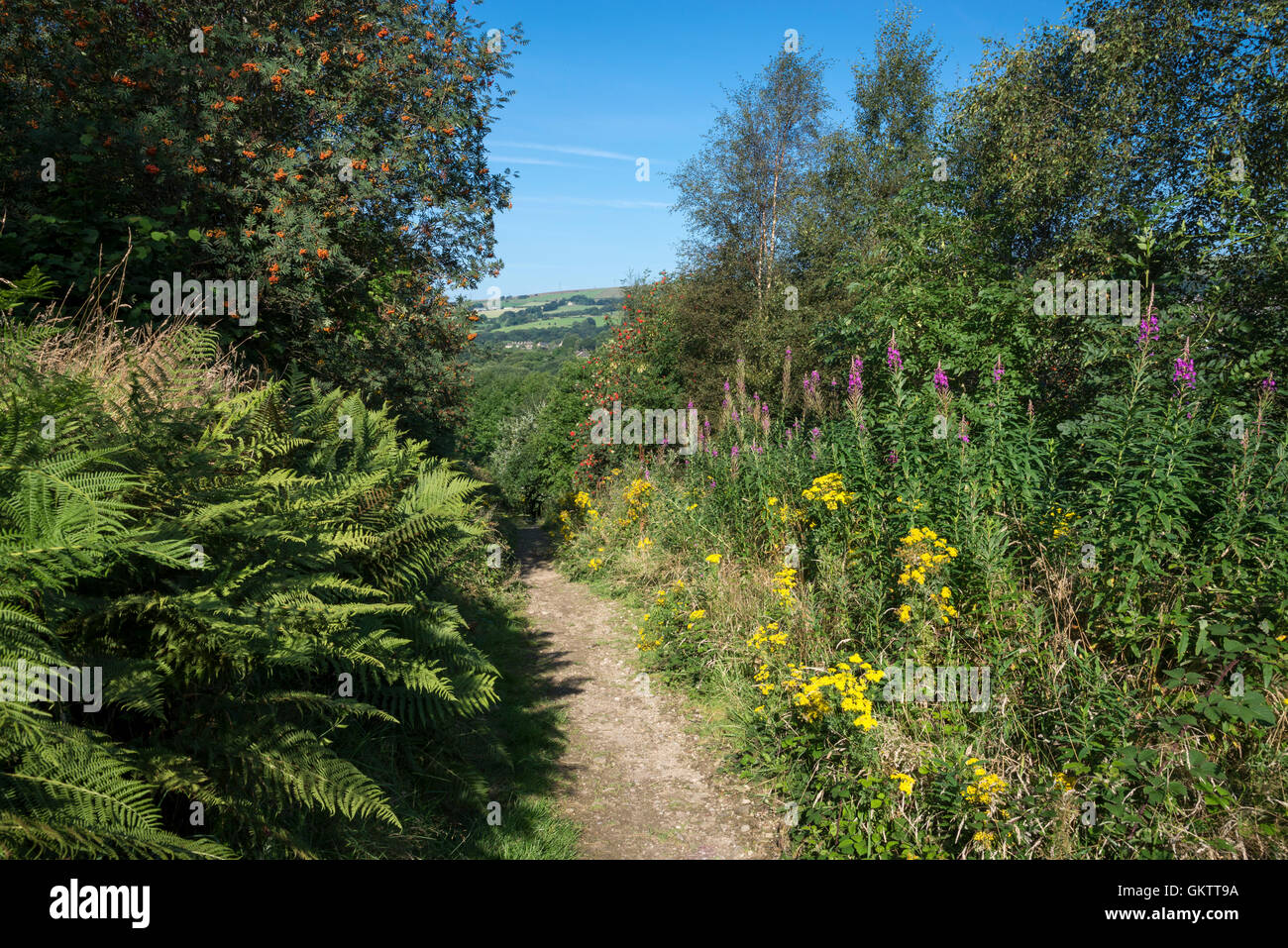 Wildflowers and greenery beside a path in the Longdendale valley, near ...