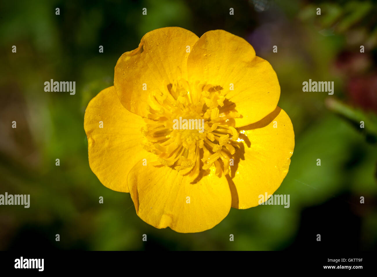 Buttercup glow hi-res stock photography and images - Alamy