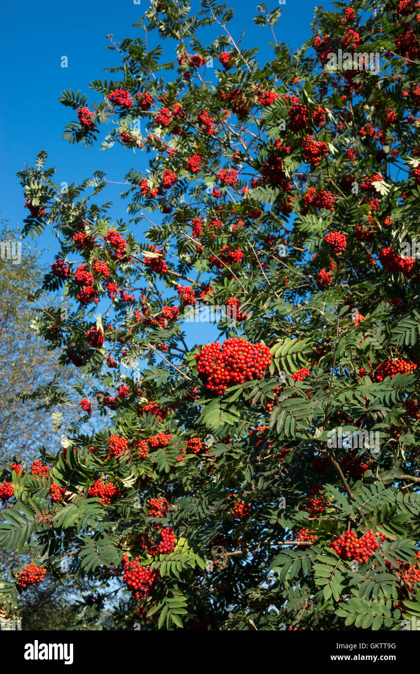 Bright red berries on a Rowan tree with clear blue sky overhead Stock ...