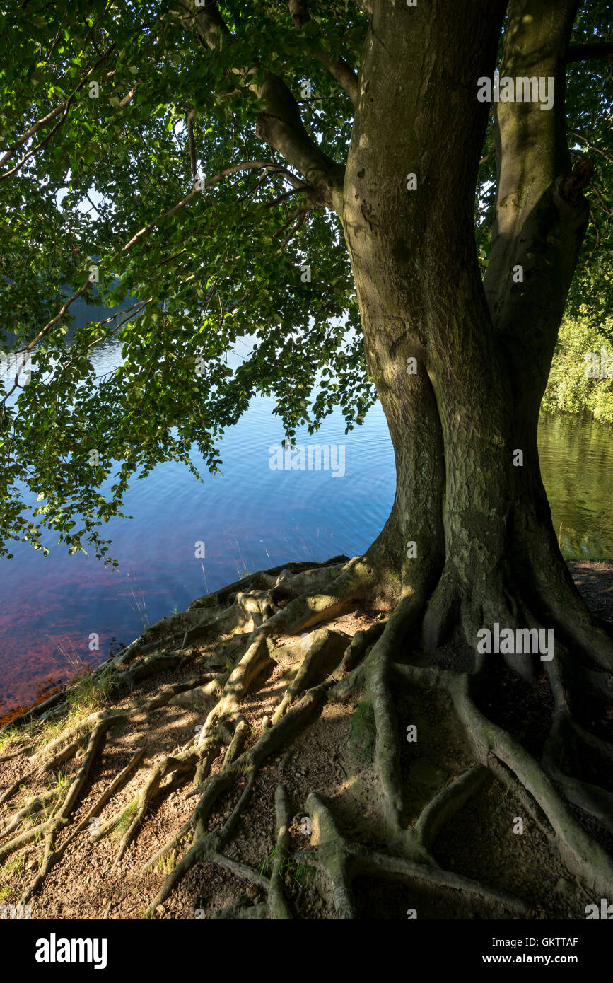 Rooty Beech tree beside the water of Valehouse reservoir, Longdendale ...