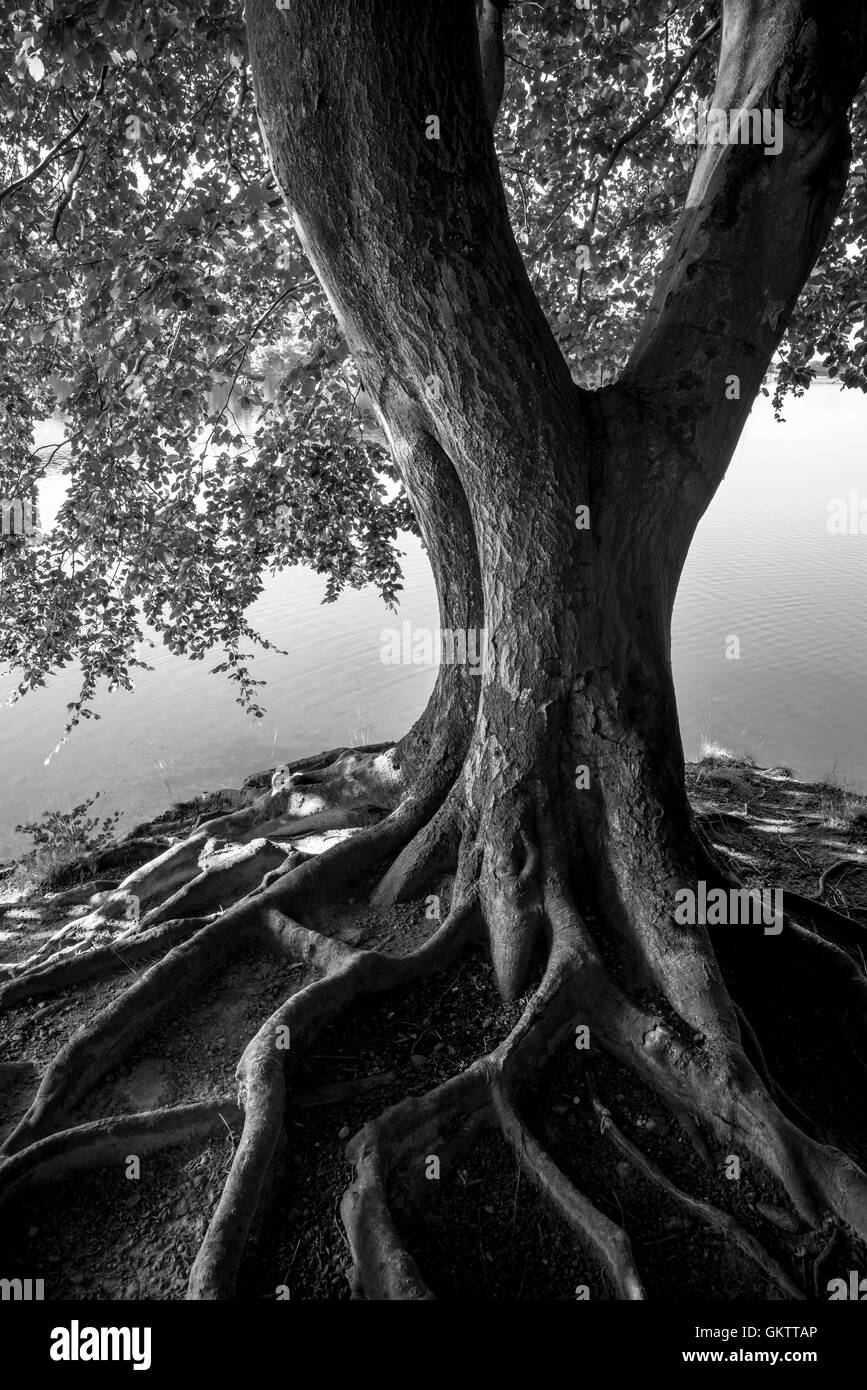 Black beech tree hi-res stock photography and images - Alamy