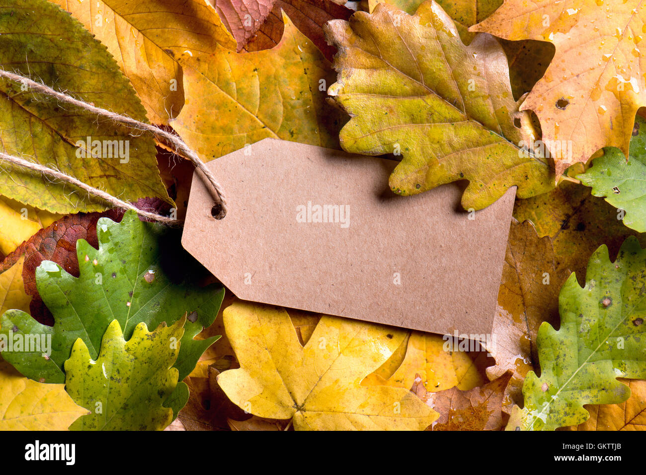 Autumn leaf composition, paper tag. Studio shot, wooden back Stock ...