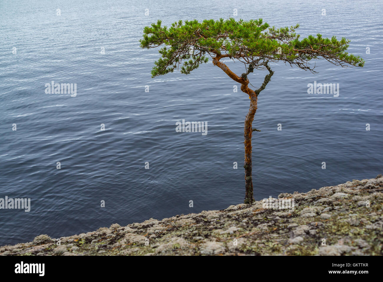 Bent pine tree hi-res stock photography and images - Alamy