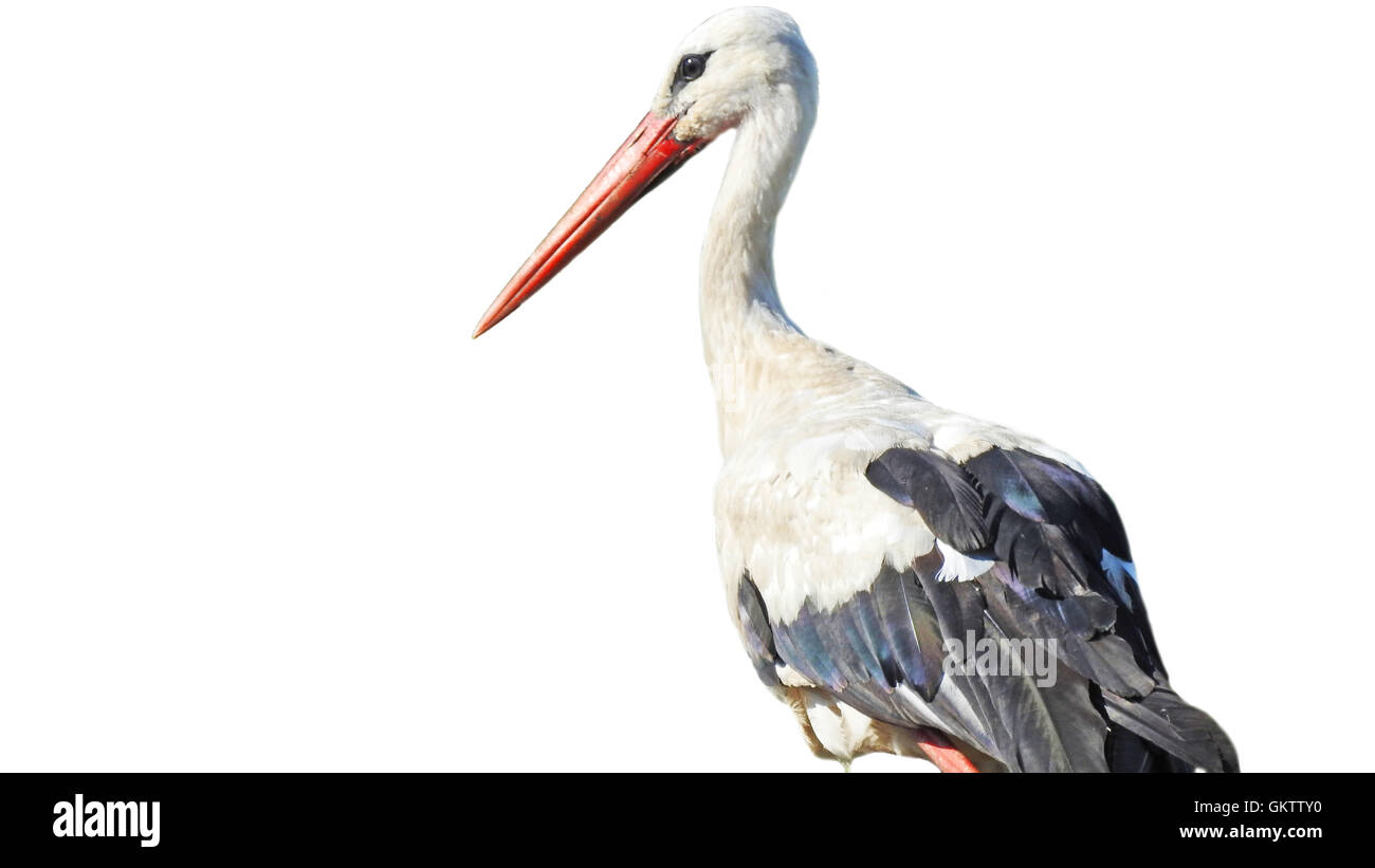 White isolated Stork Stock Photo - Alamy