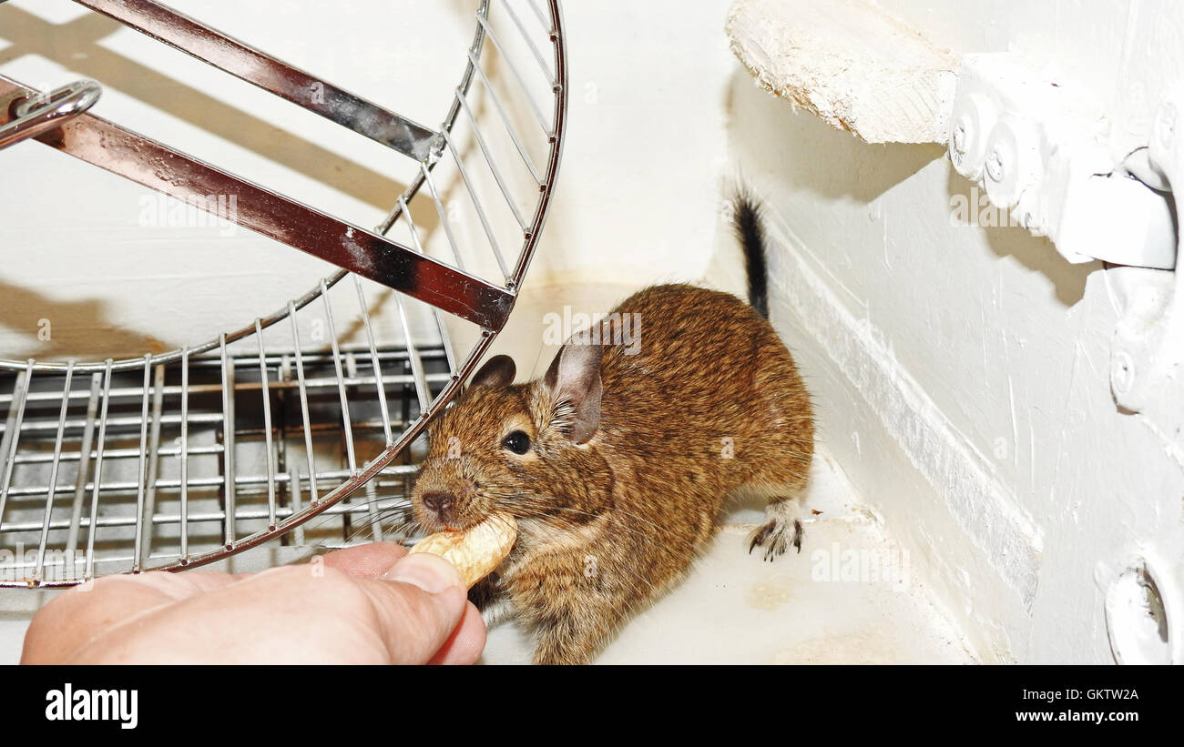 Australian pet Degu Stock Photo - Alamy