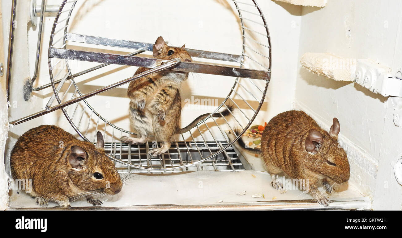 Australian pet Degu Stock Photo - Alamy