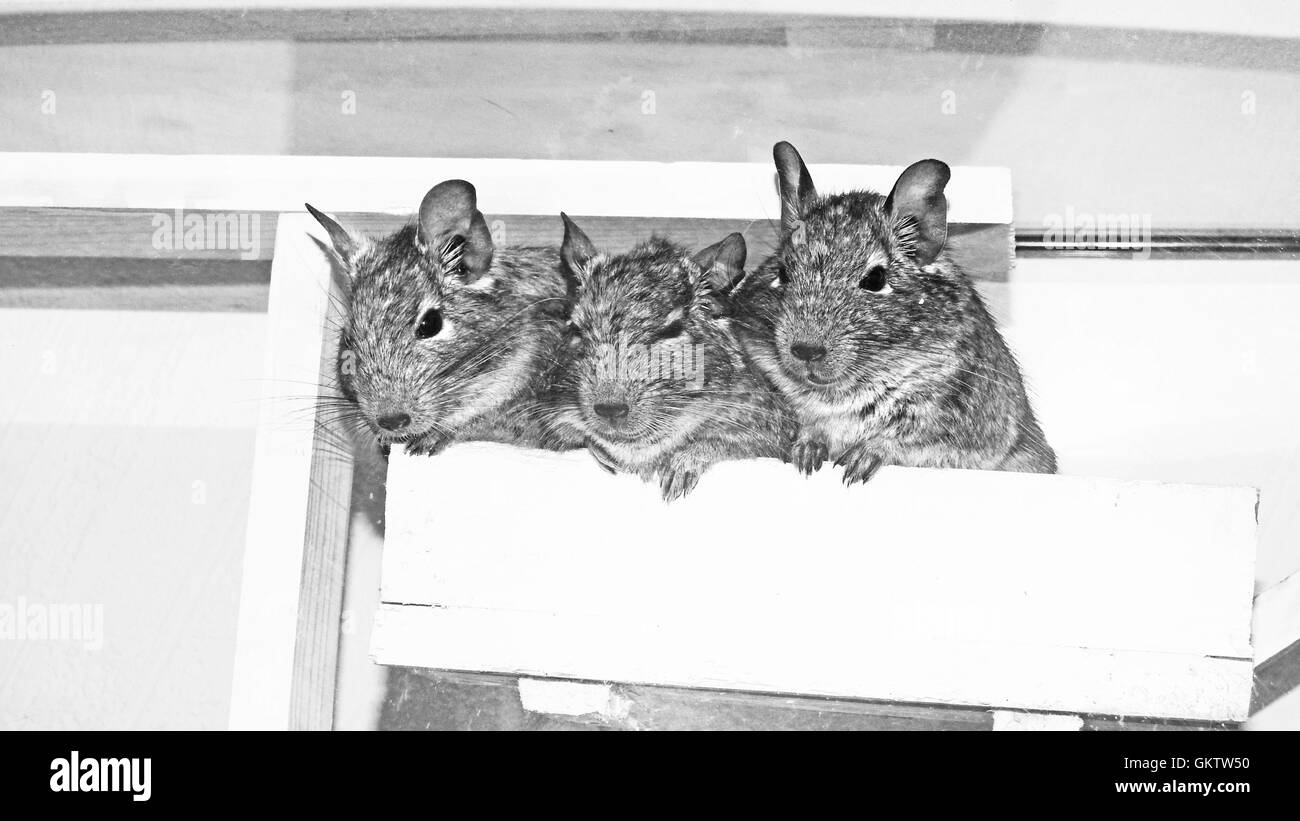 Degu sleeping hi-res stock photography and images - Alamy