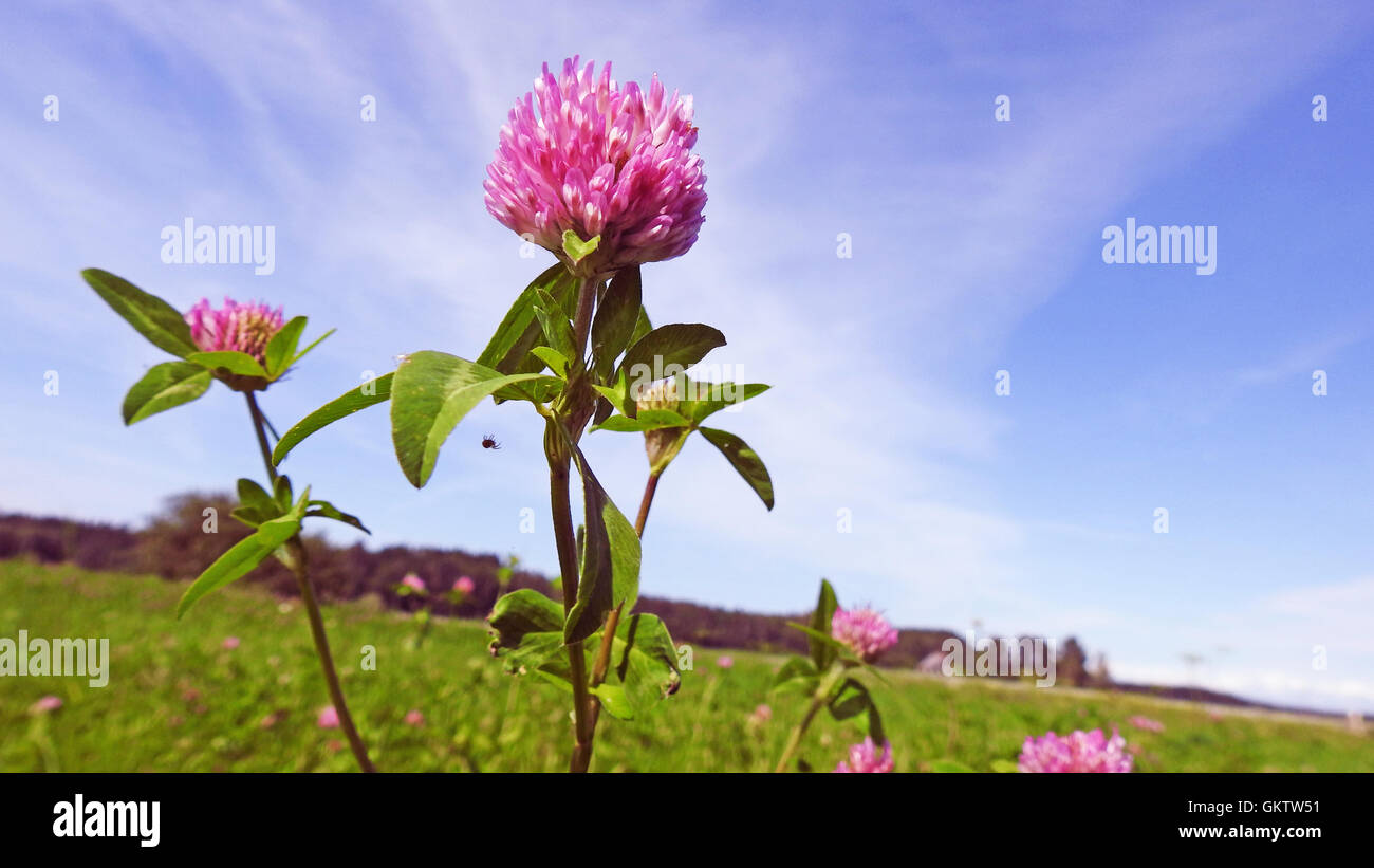 Flowering clover on blue sky Stock Photo - Alamy