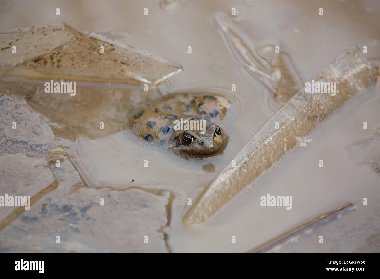 Frog winter pond hi-res stock photography and images - Alamy