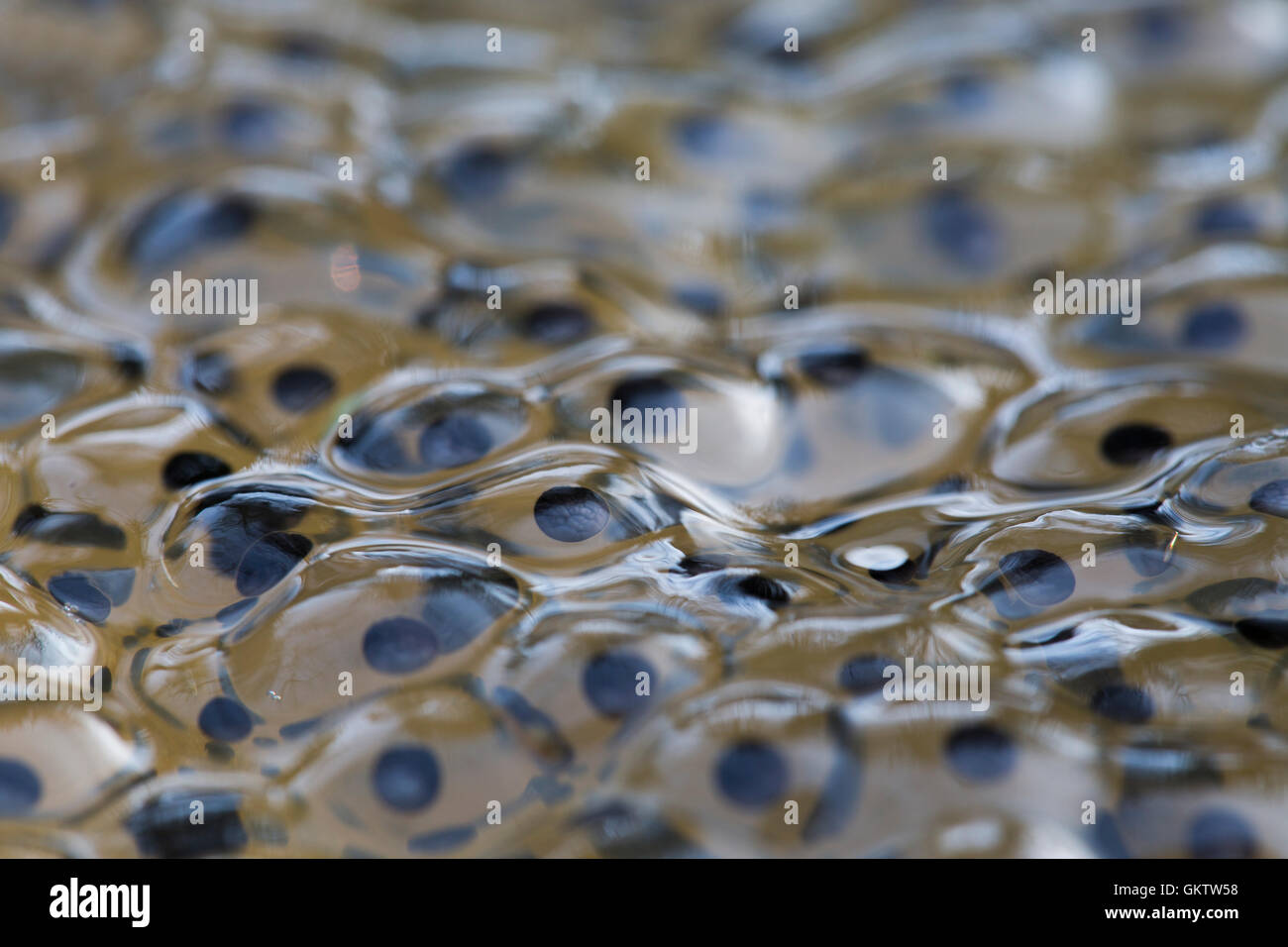 Frog Spawn; Rana temporaria Cluster Cornwall; UK Stock Photo - Alamy