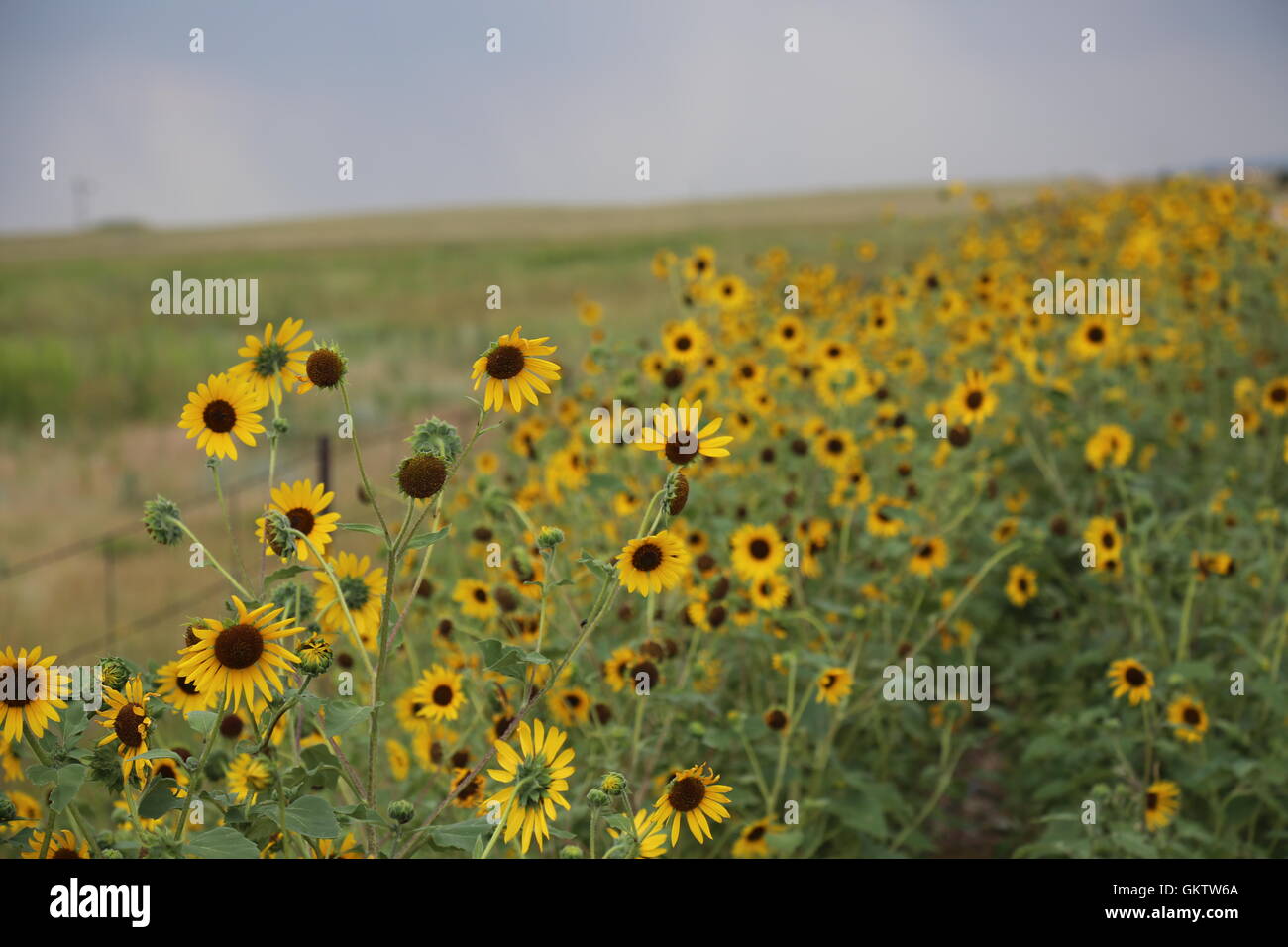 Sunflowers in Carr, Colorado Stock Photo - Alamy