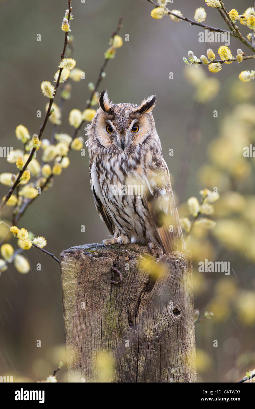 Asio otus hi-res stock photography and images - Alamy
