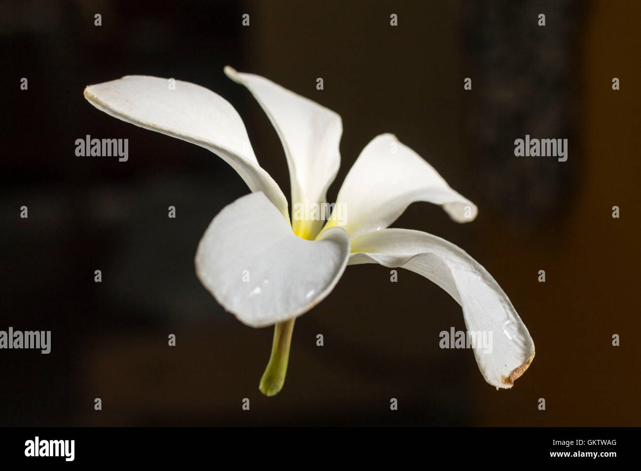 Plumeria Flower In The facing sun Stock Photo - Alamy