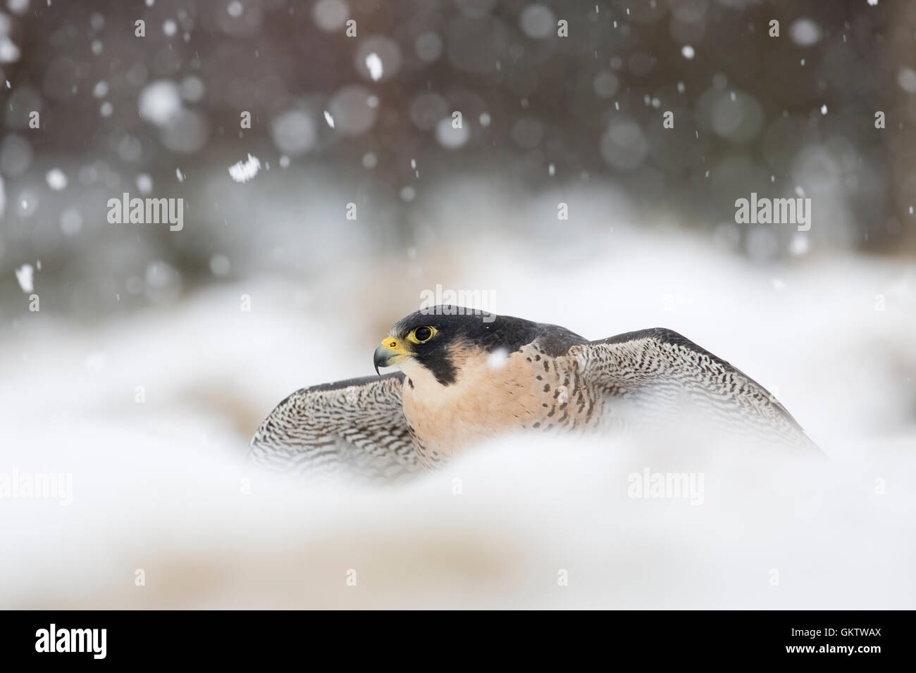 Peregrine falcon winter hi-res stock photography and images - Alamy