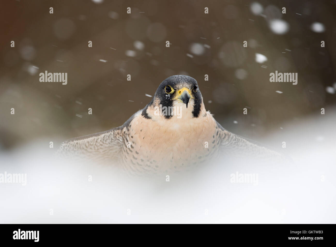 Peregrine falcon winter hi-res stock photography and images - Alamy