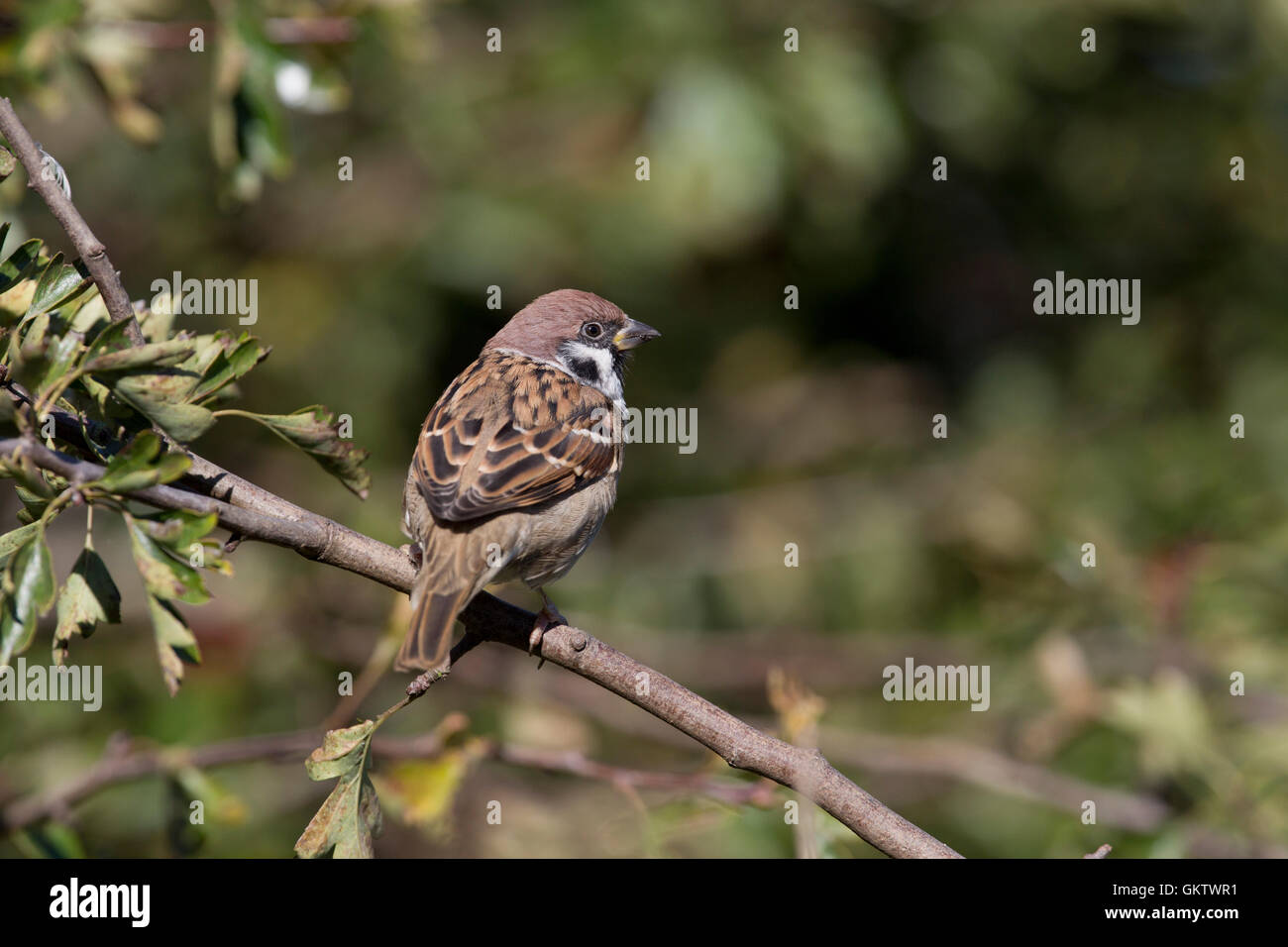 Tree sparrow uk hi-res stock photography and images - Alamy
