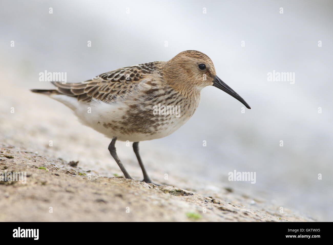 Dunlin hi-res stock photography and images - Alamy