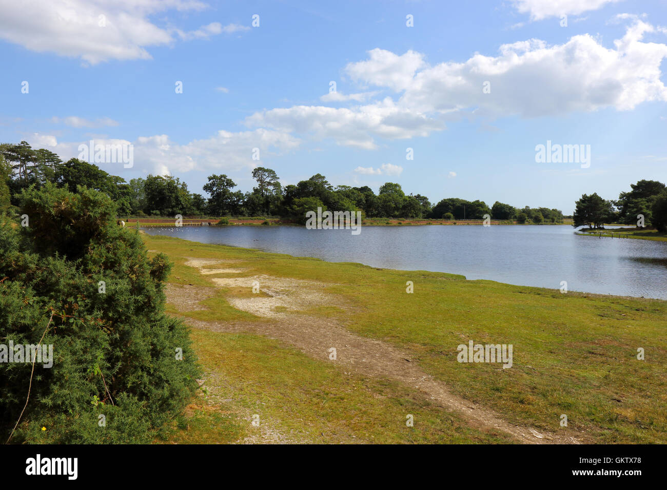 Hatchet Pond in the New Forest national park Stock Photo - Alamy