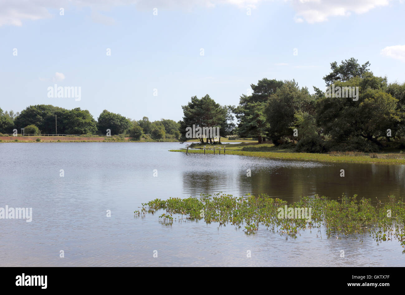 View of the water at Hatchet Pond in the New Forest Stock Photo - Alamy