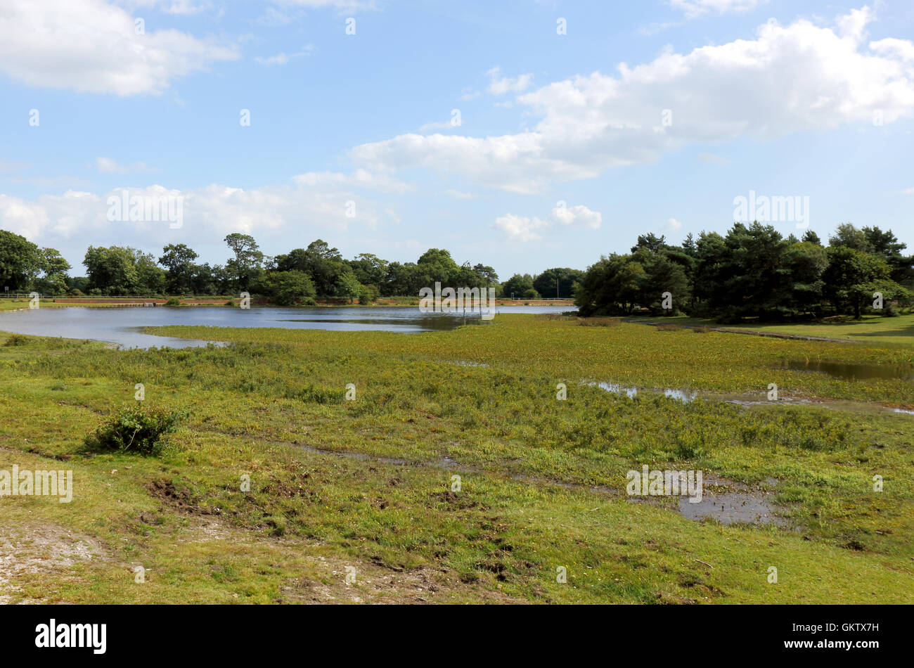 The countryside around Hatchet Pond in the New Forest Stock Photo - Alamy
