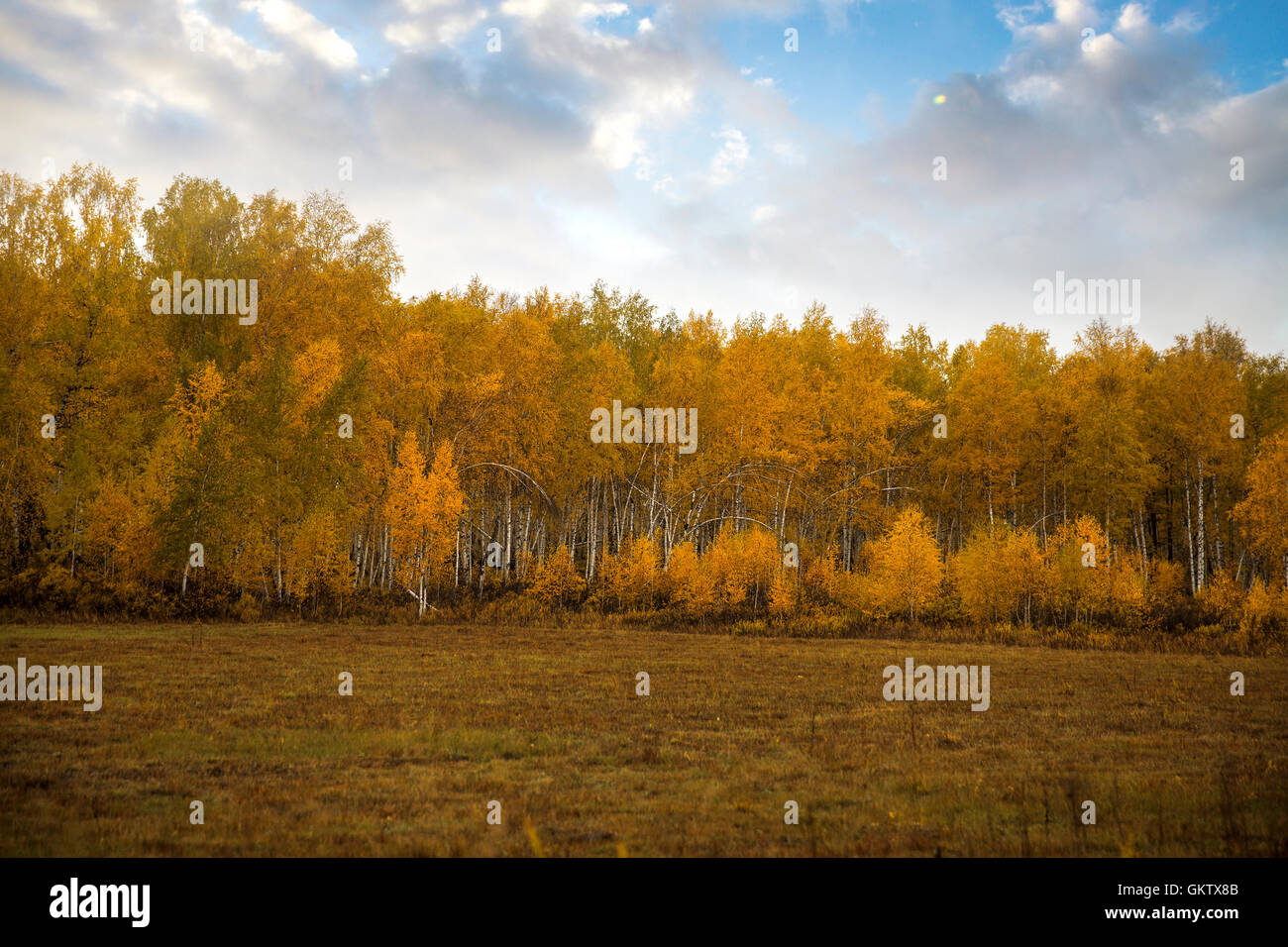 autumn. Birch Field. Baikal forest. Russia Stock Photo - Alamy