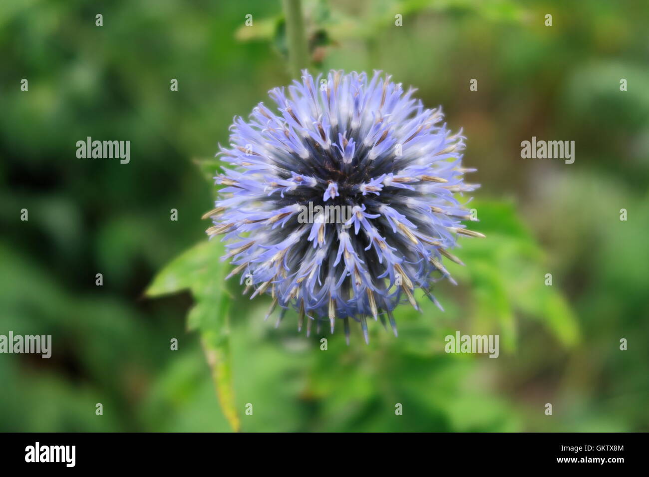 The Beautiful purple Globe Thistle also known as Echinops Stock Photo ...