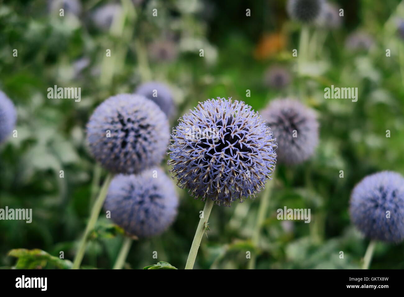 The Beautiful purple Globe Thistle also known as Echinops Stock Photo ...