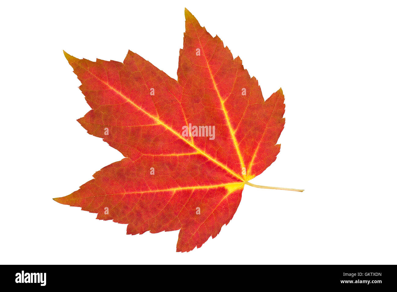 Leaf with jagged edges hi-res stock photography and images - Alamy
