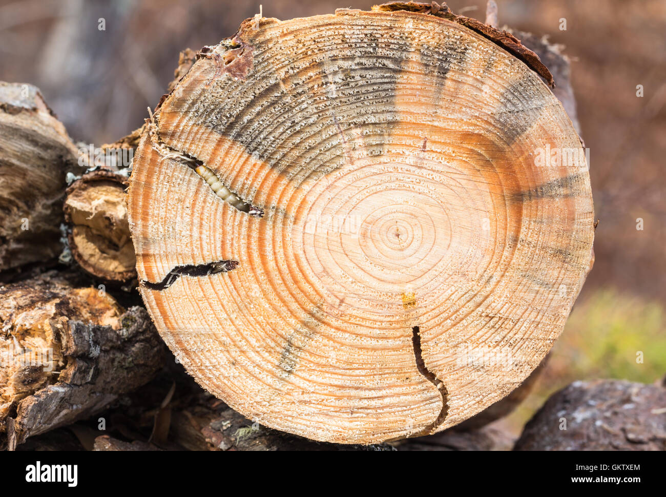 Wood borer hi-res stock photography and images - Alamy
