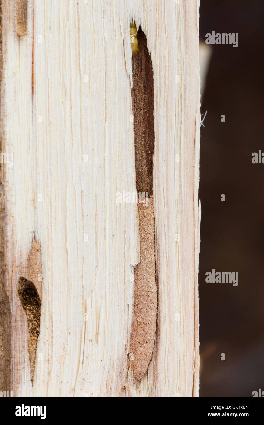 Round Headed Borer larva in oak firewood, in North Carolina. May be the ...