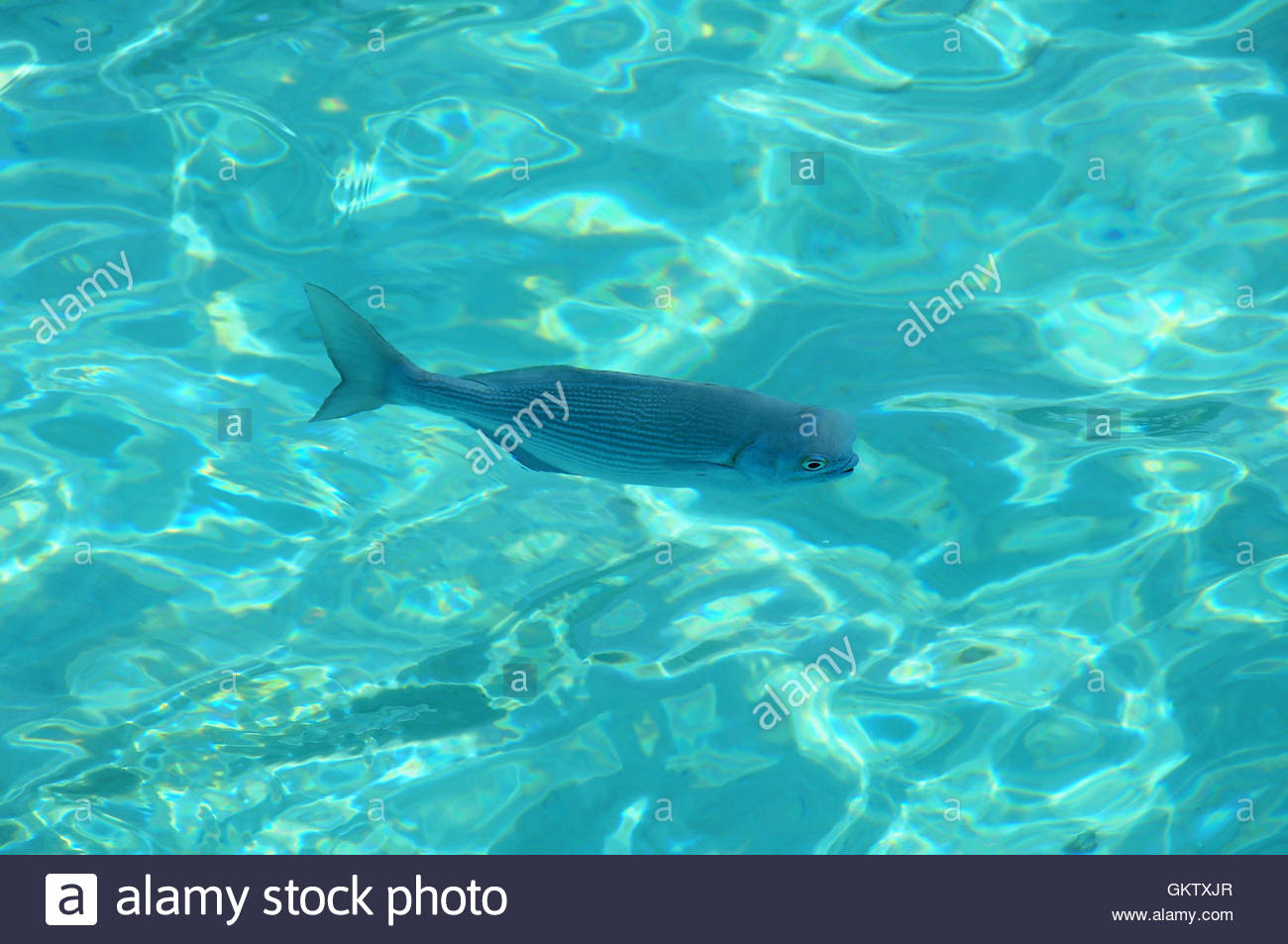 Maldives Fish High Resolution Stock Photography and Images - Alamy