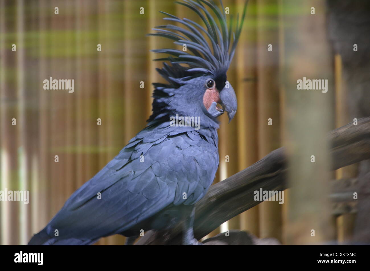 Navy blue bird with head feathers raised, sitting on a branch Stock ...