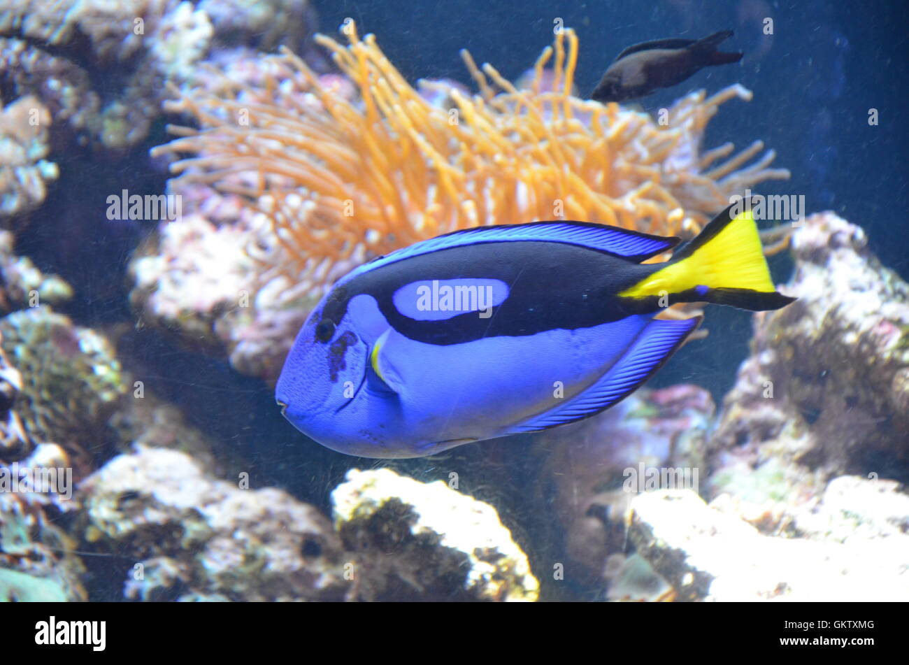 Blue tang fish hi-res stock photography and images - Alamy