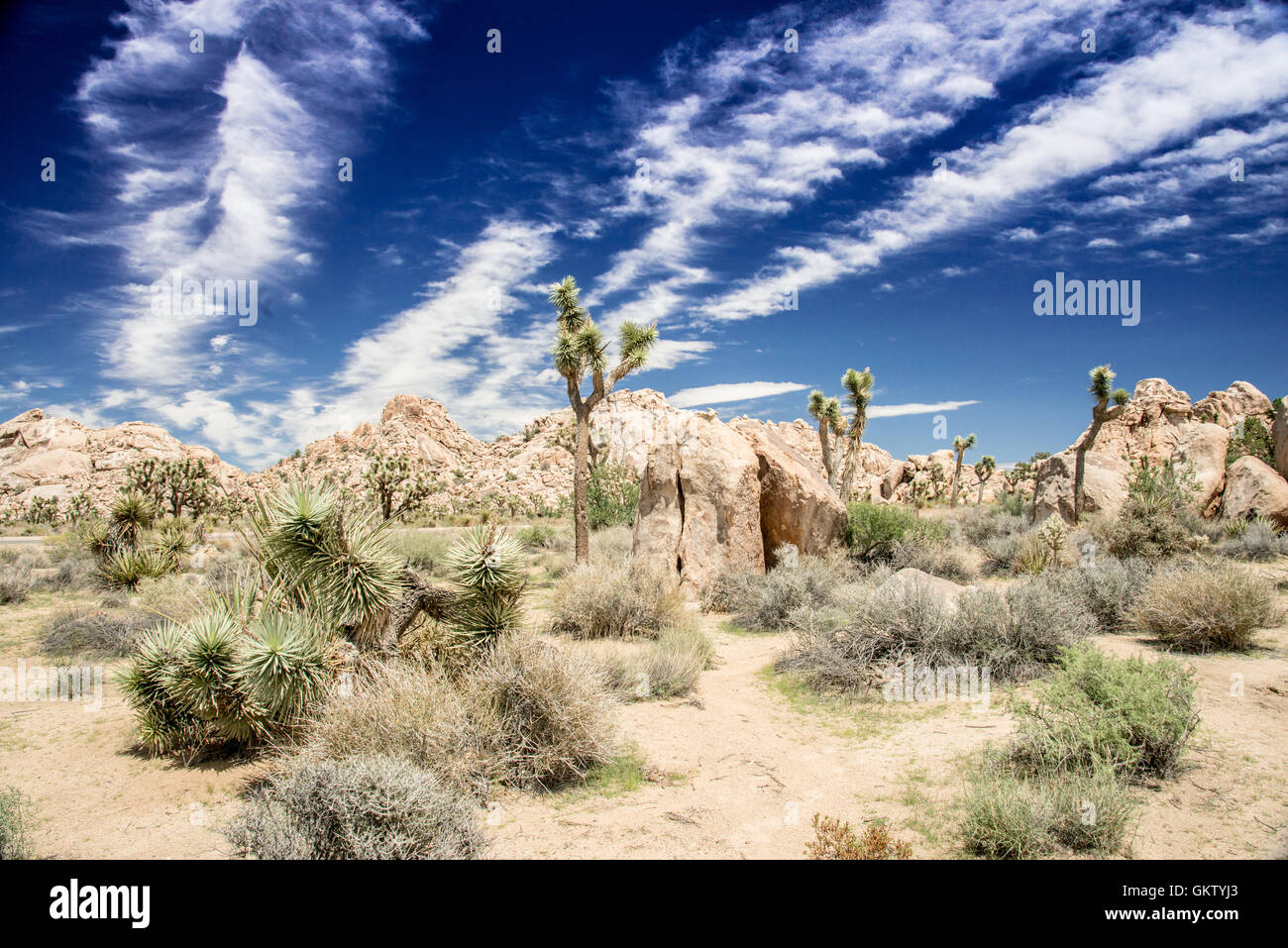 Joshua Tree Desert Stock Photo - Alamy