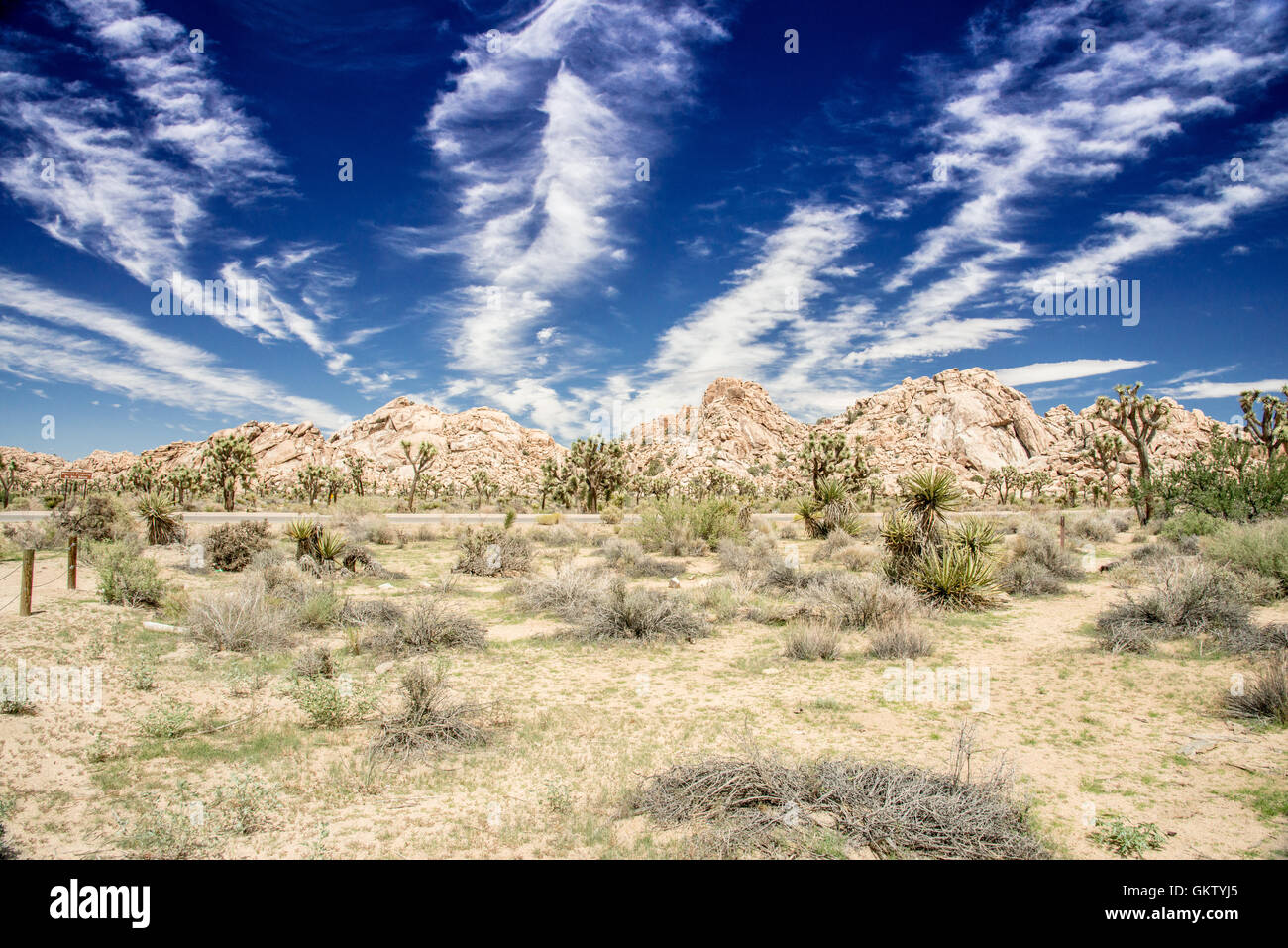 Joshua Tree Desert Stock Photo - Alamy