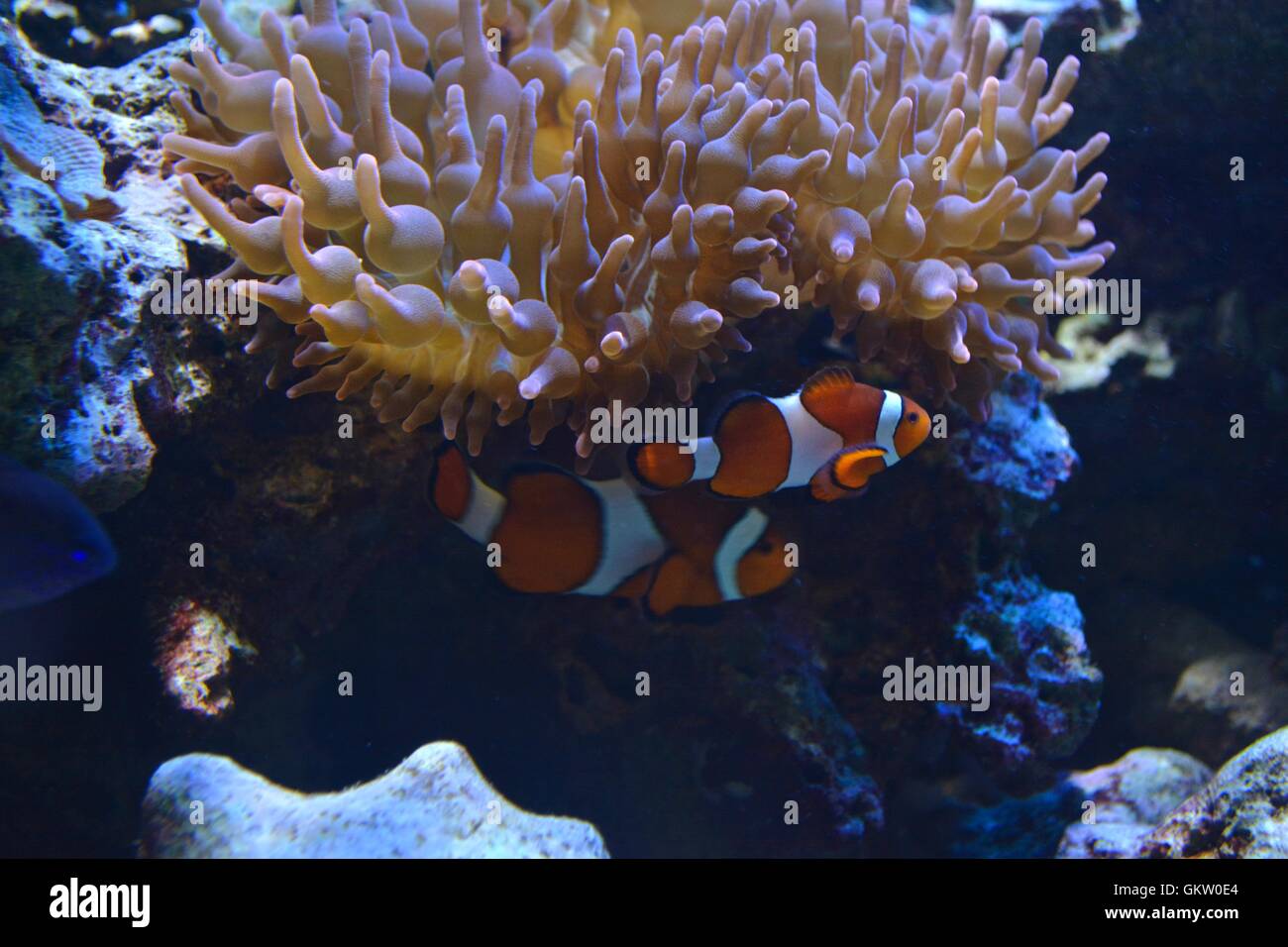 Fish in an coral reef aquarium, like that of the Great Barrier Reef in ...