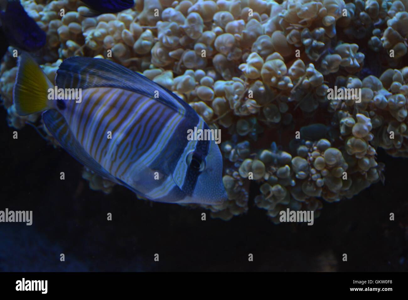 Fish in an coral reef aquarium, like that of the Great Barrier Reef in ...