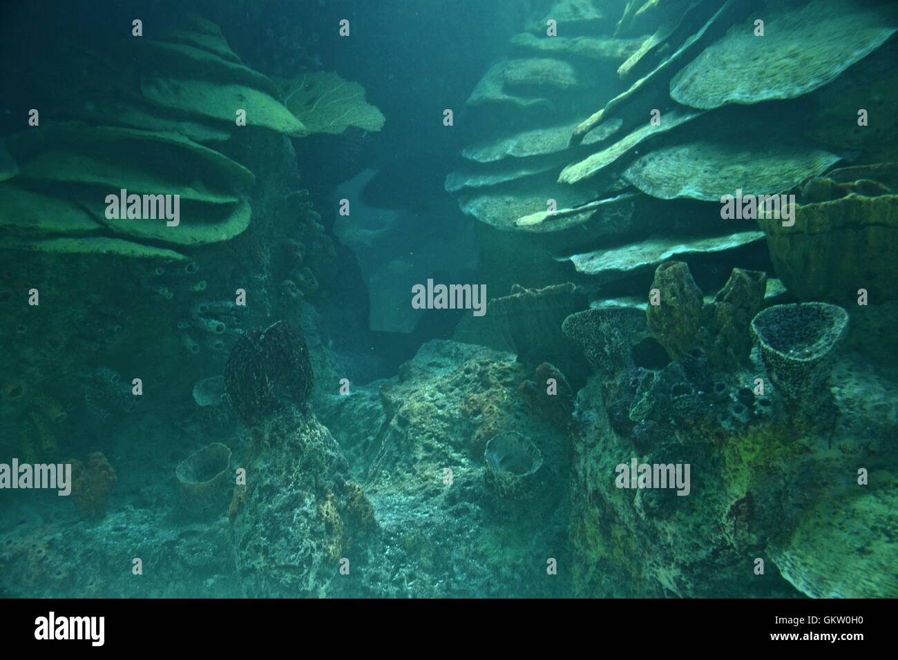 Atlantic coral reef exhibit hi-res stock photography and images - Alamy