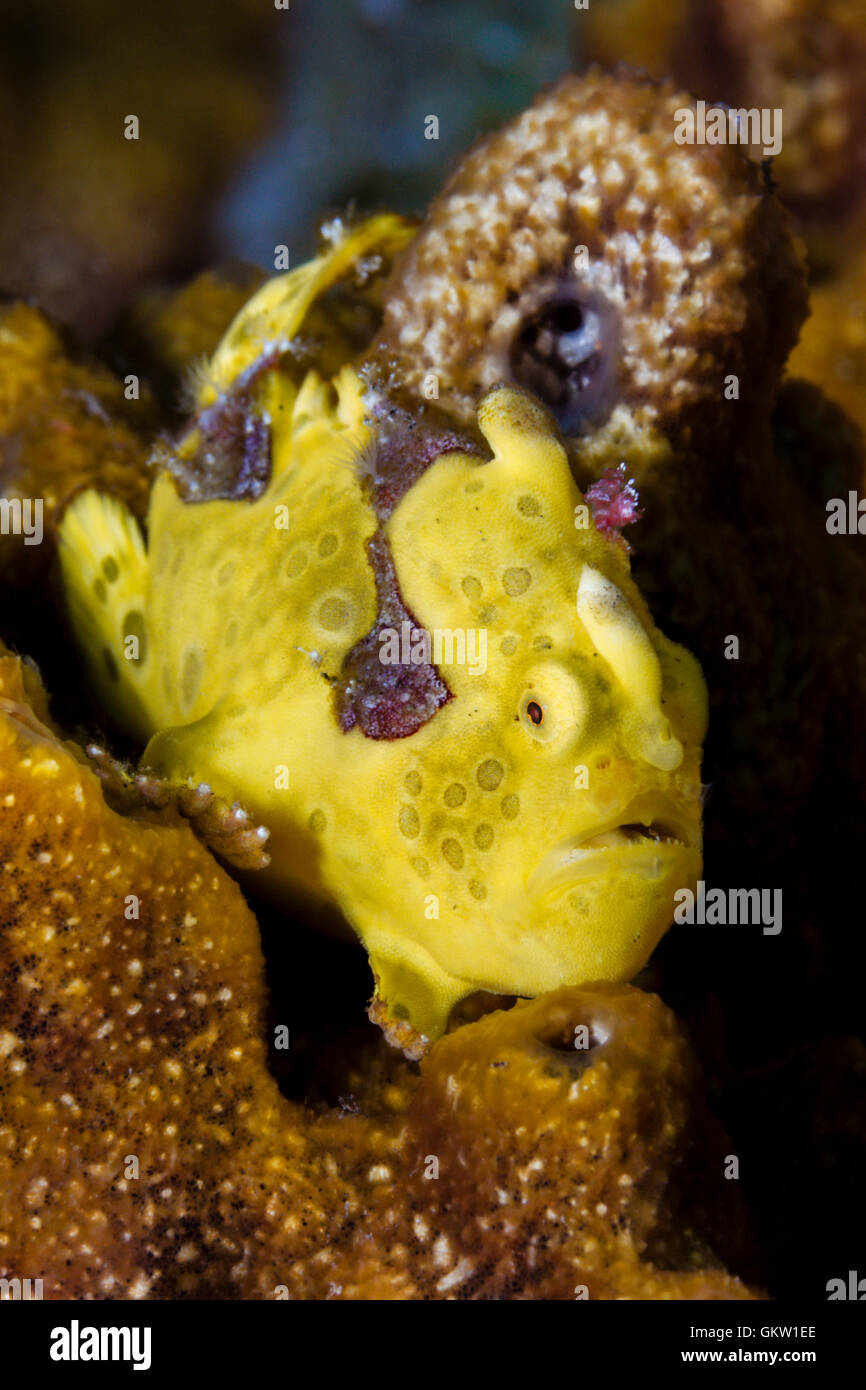 Yellow Spotted Frogfish, Antennarius pictus, Bali, Indonesia Stock ...