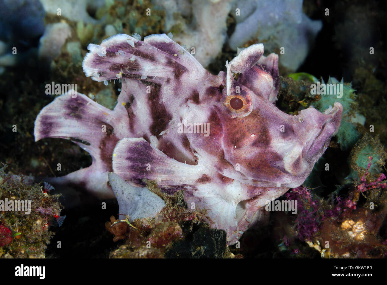 Paddle-flap Scorpionfish, Rhinopias eschmeyeri, Bali, Indonesia Stock ...