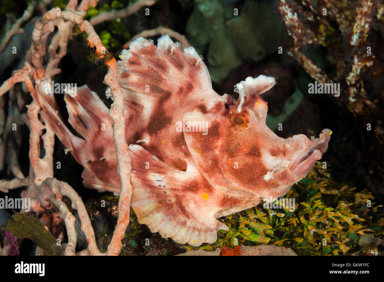 Paddle-flap Scorpionfish, Rhinopias eschmeyeri, Bali, Indonesia Stock ...