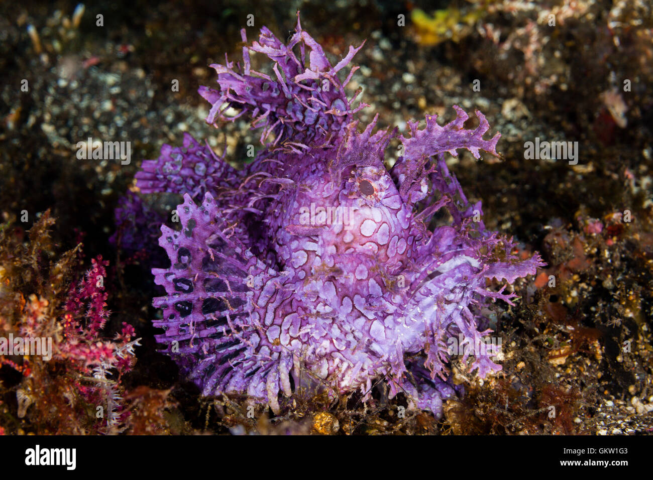 Weedy Scorpionfish, Rhinopias frondosa, Bali, Indonesia Stock Photo - Alamy